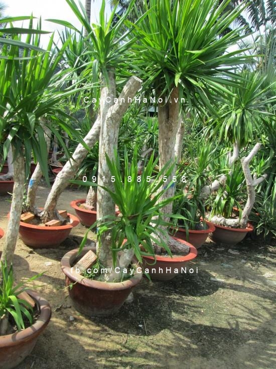 Cây đại lộc nên chọn thế nào, chăm sóc ra sao là tốt nhất?